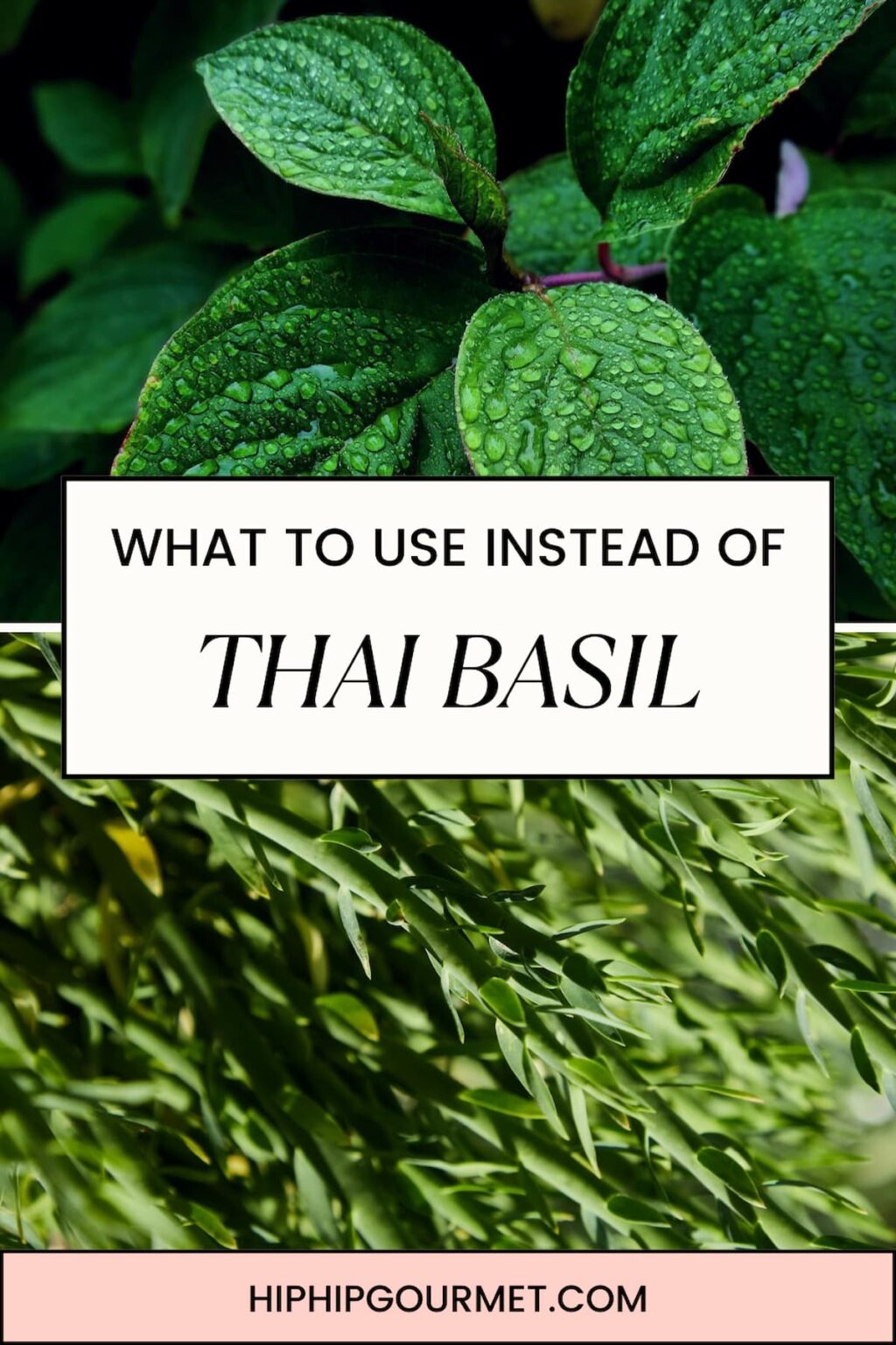 Substitutes for Thai Basil: Alternatives You Already Have! - Hip Hip ...