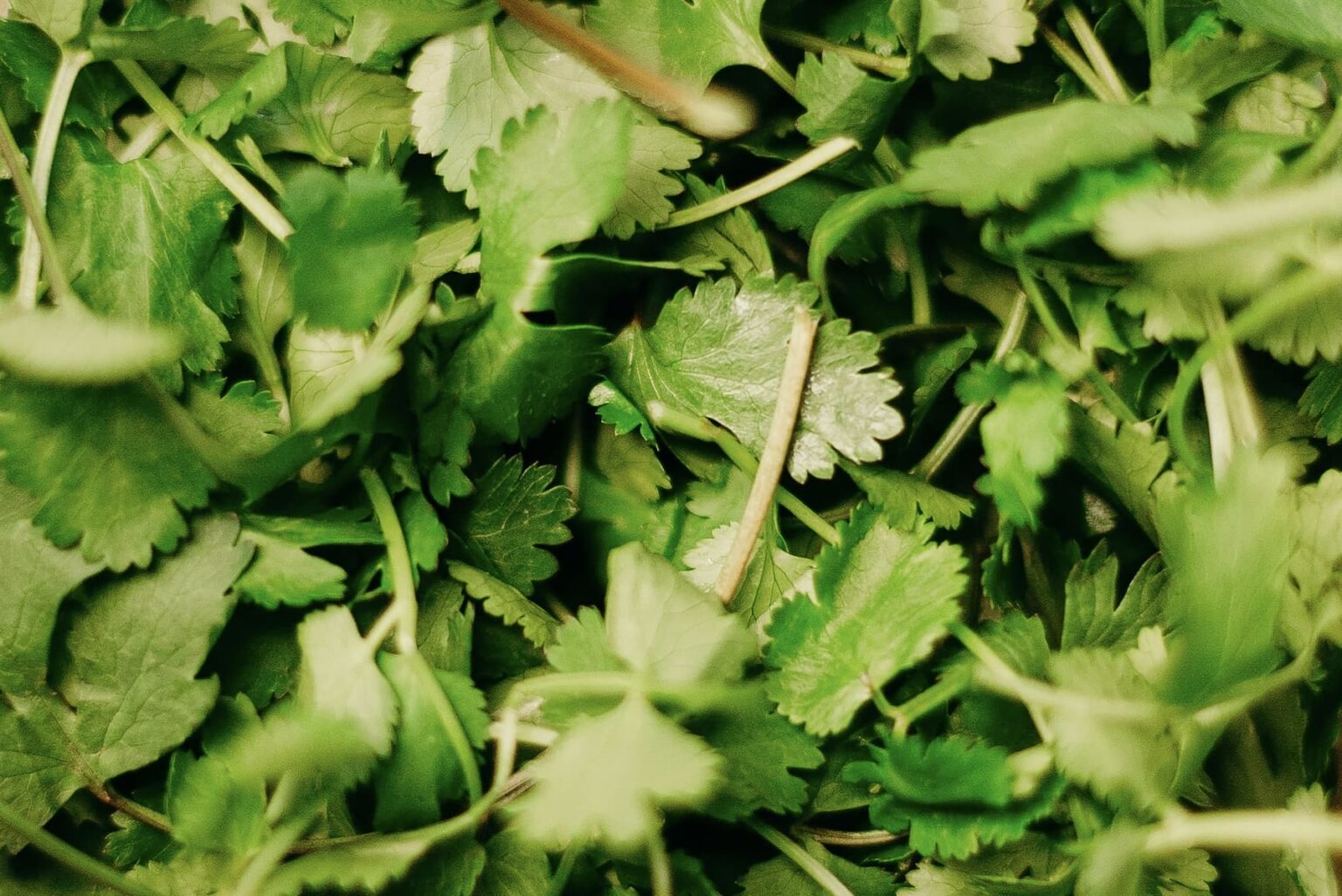 Substitutes for Thai Basil: Alternatives You Already Have! - Hip Hip ...