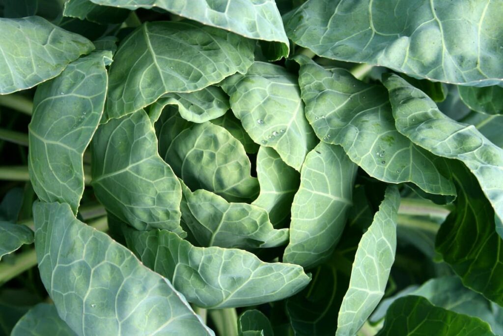 10 Surprising Substitutes for Green Onion You'll Love! - Hip Hip Gourmet