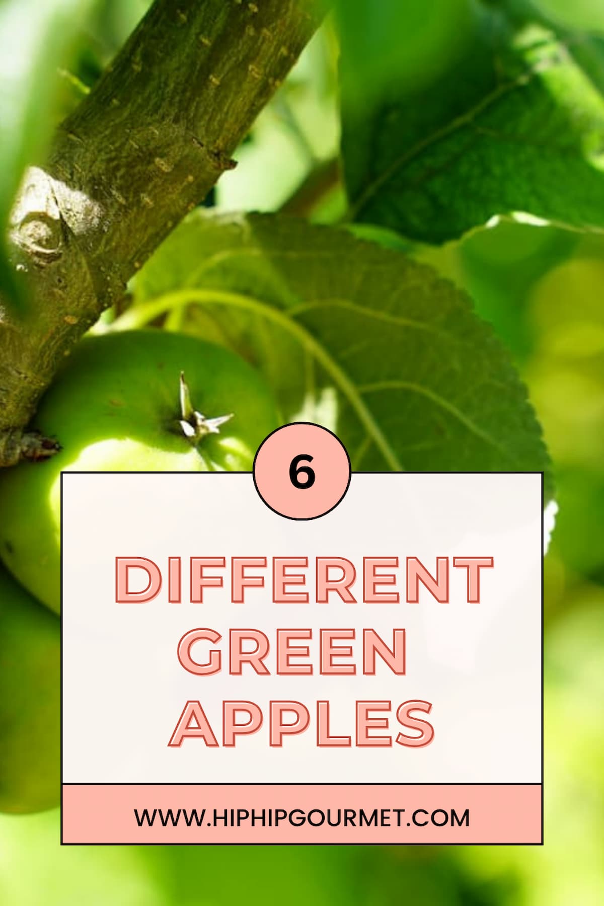 Types of Green Apples: Which One Should You Pick? - Hip Hip Gourmet