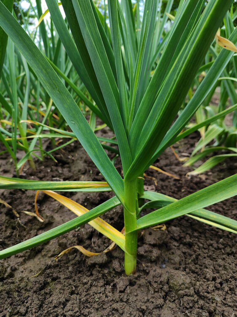 Types of Garlic: What to Use and Why It Matters - Hip Hip Gourmet